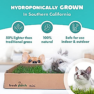 Fresh Patch Standard - Real Grass Pee and Potty Training Pad for Dogs Under 15 Pounds - Indoor and Outdoor Use - 16 Inches x 24 Inches