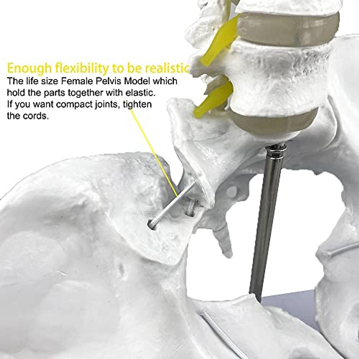 Flexible Female Pelvis Model with Movable Femur Heads and Joints, Life Size Female Pelvis with Stand Base, for Childbirth Education/CBE Doula Exhibit Midwife Anatomy, Teaching and Studying Purpose