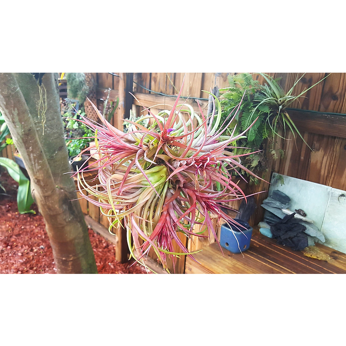 TDG The Drunken Gnome Tillandsia Air Plants Assorted Variety Pack, 3 X-Large