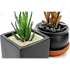 (5 Pounds) Natural Decorative Real Sand - Beige - for use in Crafts, Decor, Vase Filler, Aquariums and More!