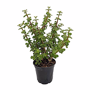 Mini Jade Plant - Portulacaria afra - 4.5" Pot