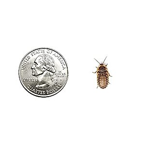 100 Live Small Dubia Roaches | Live Arrival is Guaranteed | Shipped in Cloth Bags