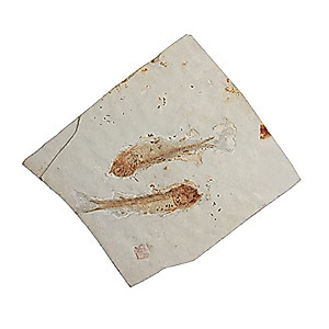 Comimark 1Pcs 150 Million Years Ago Genuine Bony Fosslien Lycoptera Real Fossil Fish China