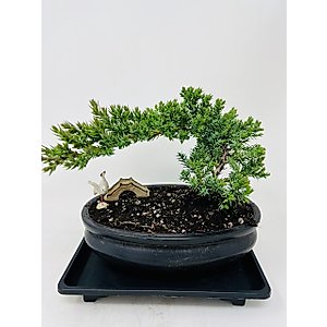 Juniper Bonsai Tree with Classic Oval Planter/Live Houseplant