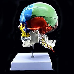 Human Skull with Brain and Cervical Vertebra Anatomical Model,Color-Coded Partitioned Skull，Life-Size Anatomy for Science Classroom Study Display Teaching Model