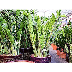 DECORA 18 Gauge Green Floral Stem Wire for Artificial Flower Making 16 inch,50/Package