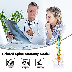MIIRR Mini Color Spine Anatomy Model, 16.5" Human Spine Model with Spinal Nerves, Intervertebral Discs, Pelvis Model, Great for Learning, Teaching, Displaying