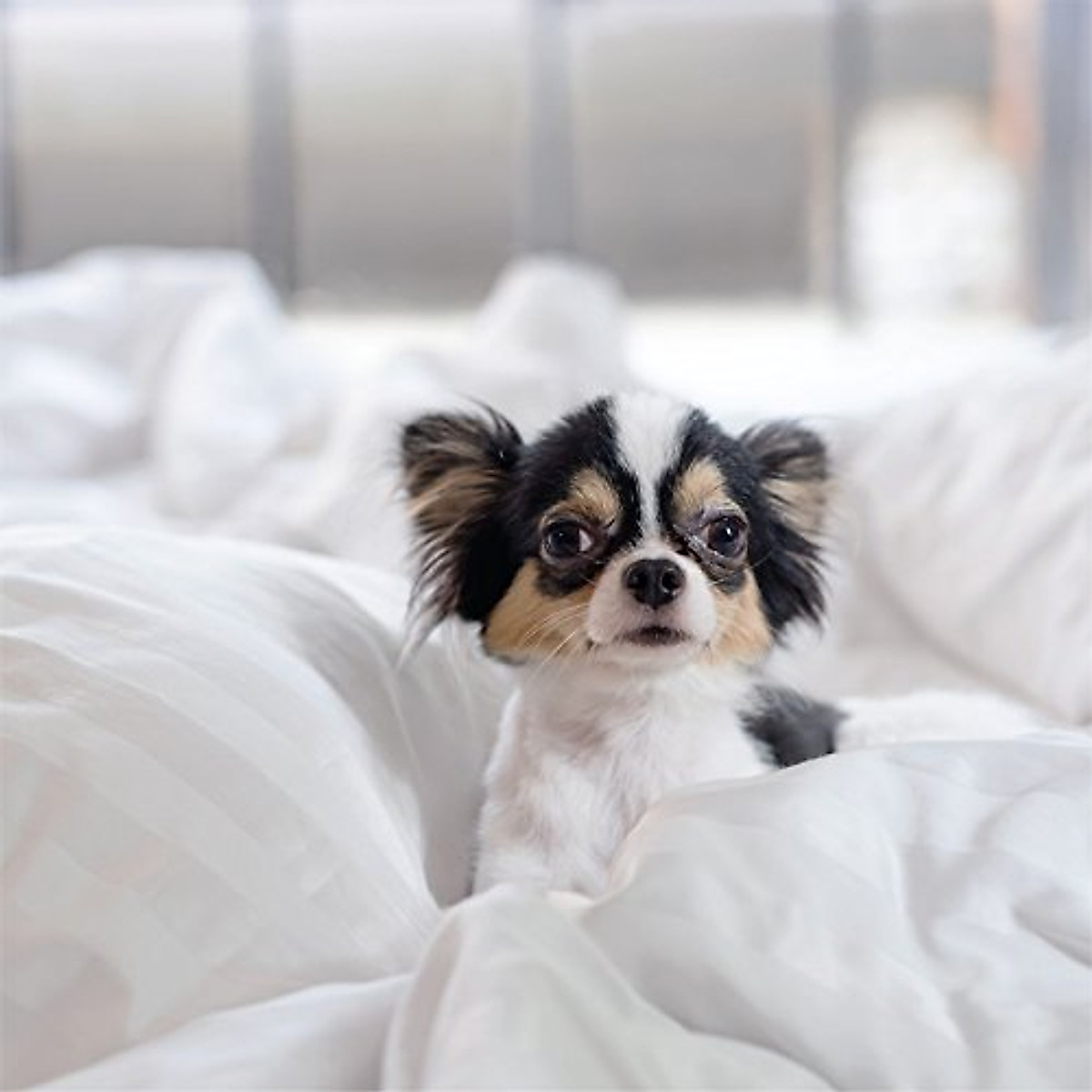 Linen Market Duvet Cover Set, King, Cream, SS-Duvet-King-Cream, King/California King