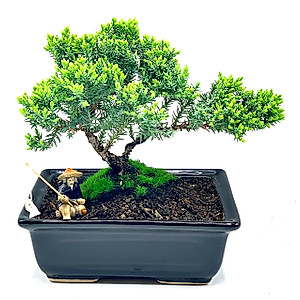 Live Dwarf Juniper Bonsai Tree About 6 Years Old with Cute Ceramic Fisherman | Juniper or Jade Bonsai Tree | Indoor/Outdoor | 100% Handcrafted| Home and Office Décor | Best Gift for Holiday