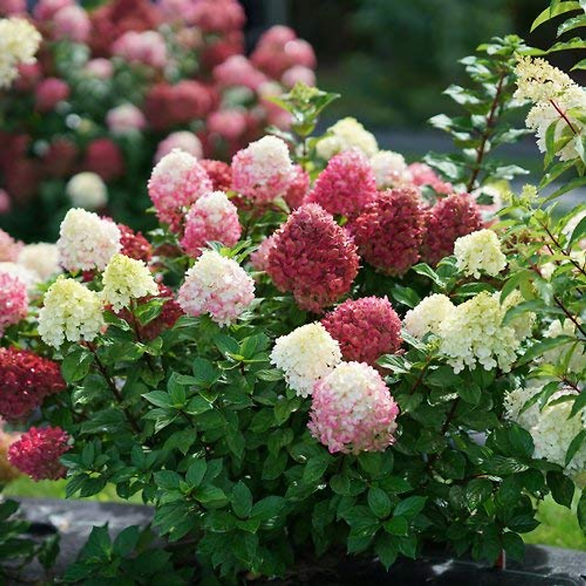 Proven Winners 4.5 in. Quart, Little Lime Punch Panicle Hydrangea (Paniculata), Live Plant, Multi-Color Flower, Red (HYDPRC1217800)