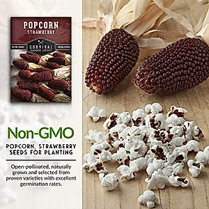 Survival Garden Seeds - Strawberry Popcorn Seed for Planting - Packet with Instructions to Plant and Grow Garnet Kernel Ornamental Popcorn in Your Home Vegetable Garden - Non-GMO Heirloom Variety