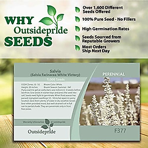 Outsidepride Perennial Salvia Farinacea White Victory AKA Mealy Cup Sage Garden Cut Flowers - 1000 Seeds