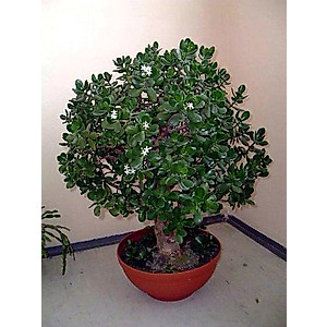 Jade Plant - Crassula ovata - Easy to Grow - 4" Pot