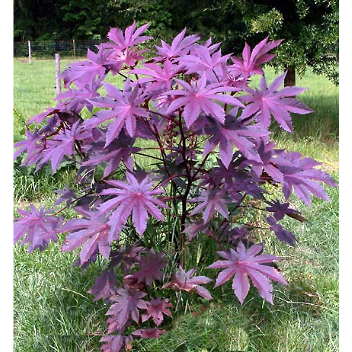 Onalee's Seeds Castor Bean -Deep Purple- New Zealand Purple, Tropical Look, Fast Growing - Ricinus Communis, (16+ Seeds) Grown in and Shipped from USA!