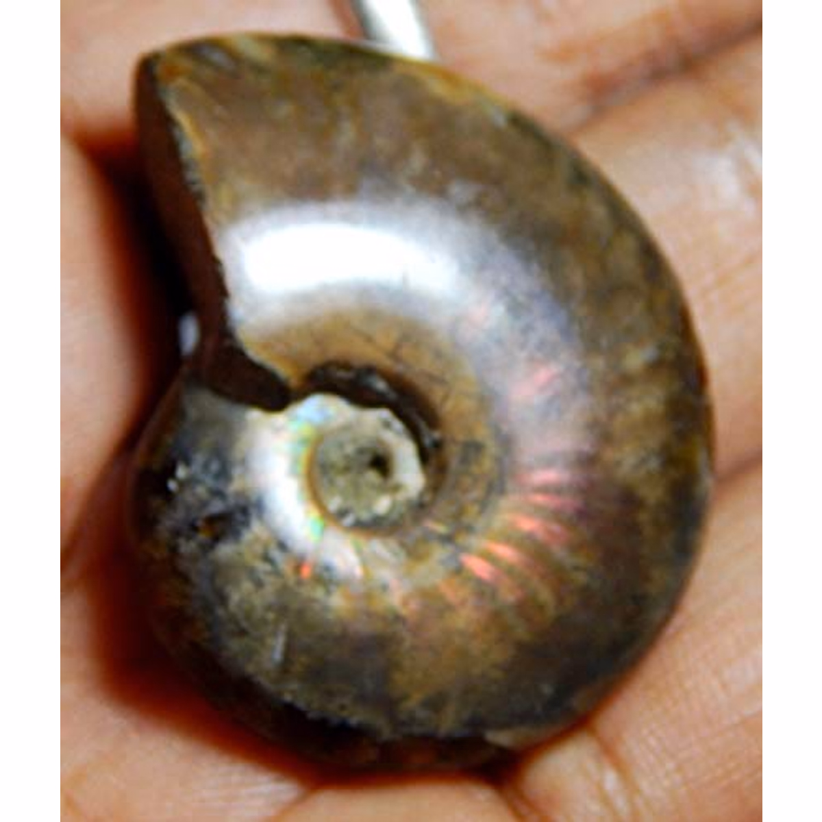 phoenix888 XUETZALCOATL Very Rare Jyoti Ratna Garbha Shaligram 1pcs