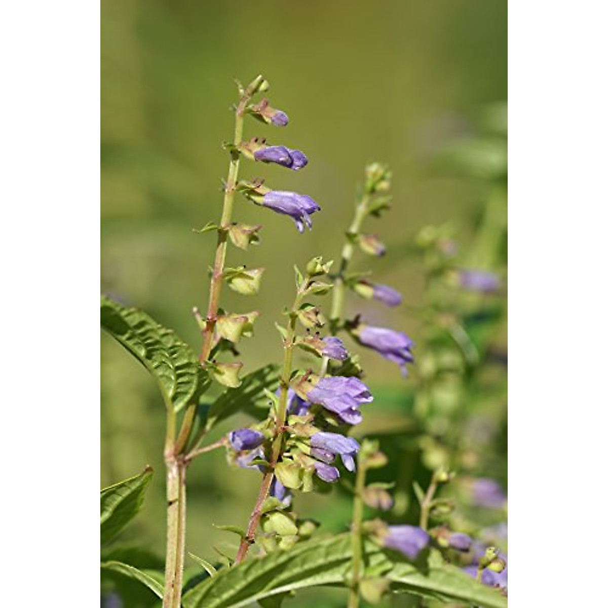 Blue Skullcap (Scutellaria lateriflora) Seeds - Pack of 450, Non-GMO, Open Pollinated, Untreated Herb Seeds for Planting – from USA