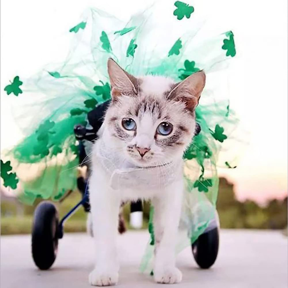 Cat Wheelchair, Lightweight 2 Wheels Pet Wheelchair, Adjustable Cat Barrier Wheels for Rehabilitation Aid for The Back Legs of Aging, Disabled, Injured, Arthritis, Weak cats/pets (XS)