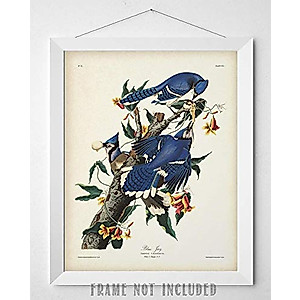 Blue Jays - 11x14 Unframed Art Print - Great Home Decor and a Great Gift for Bird Watchers Under $15