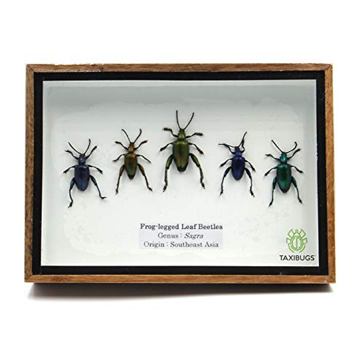 SET 5 REAL FROG LEGGED LEAF BEETLES SAGRA INSECT TAXIDERMY SET IN BOX / 3D WOODEN FRAME (Wooden Box)