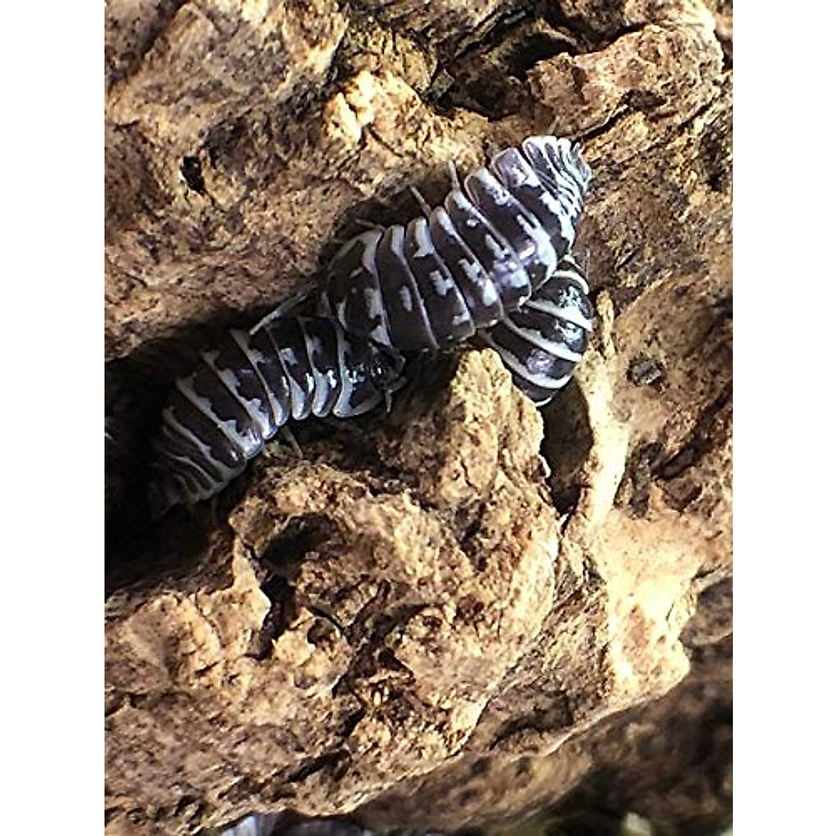 Bugzy Bugs Zebra Armadillidium Isopods 10 Count Live Roly Poly Cleanup Crew Feeders for Terrarium Reptile Insect Pet Food