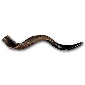 Kosher Yemenite Kudu Horn Shofar Authentic Natural Hand Made in Israel (21.7" - 24")