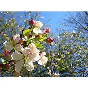 2 Live Plants Sargent Crab Apple Tree Quart Pot Malus Sargentii Tree Crabapple Plant Appletree of Sargent