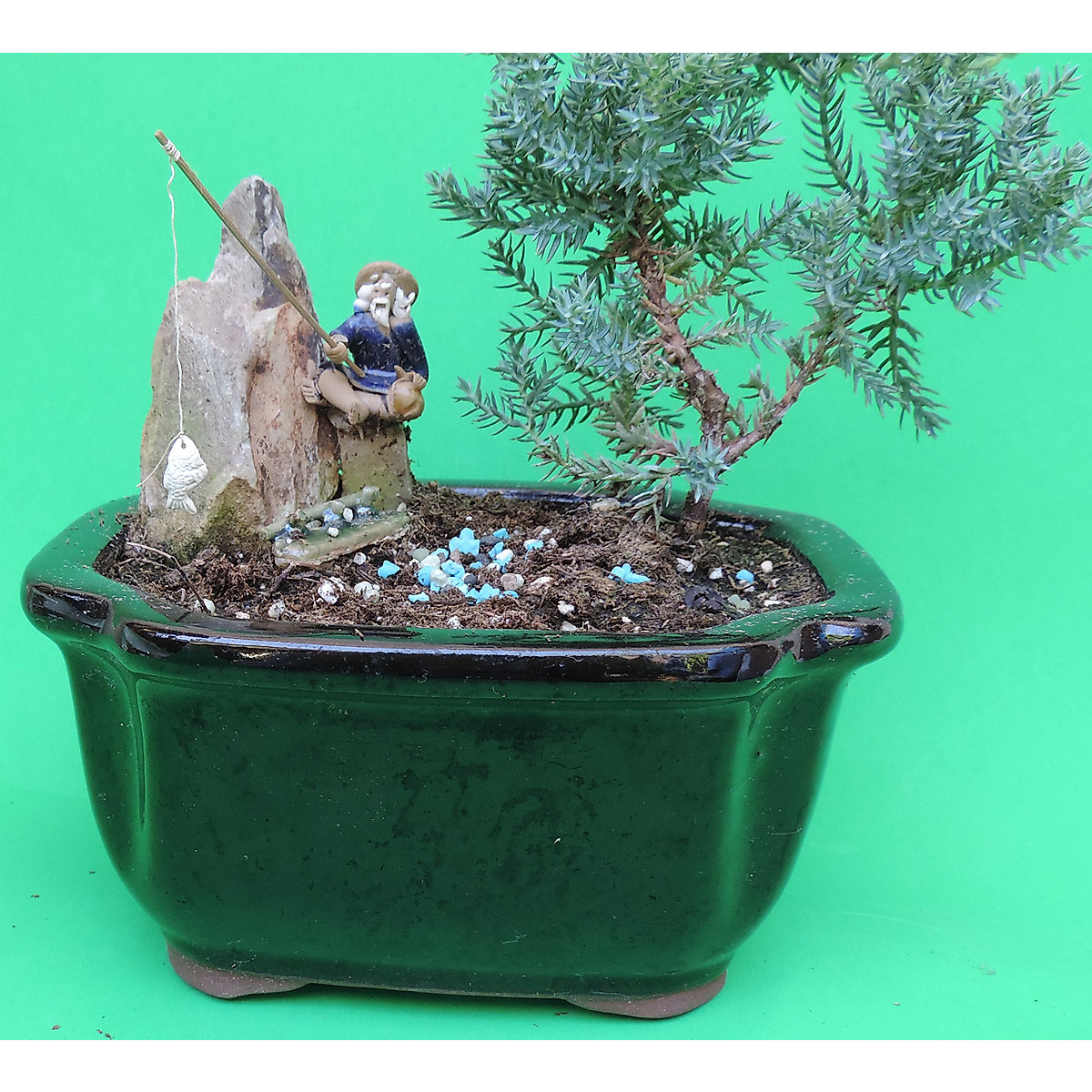 Fisherman with Dangling Fish Juniper Bonsai Tree Sold by JM Bamboo