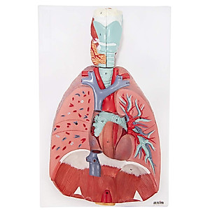 Axis Scientific Human Lung and Respiratory System Model | 3/4 Life Size Model has 7 Removable Parts | Includes 2 Part Heart and Detachable Larynx | Includes Product Manual
