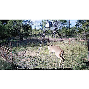 HCO Outdoor Products Spartan GoLive Next Generation Cellular Scouting Camera with Spartan Camera Solar Panel Kit, and Steel Reinforced Strap (AT&T 4GLTE)