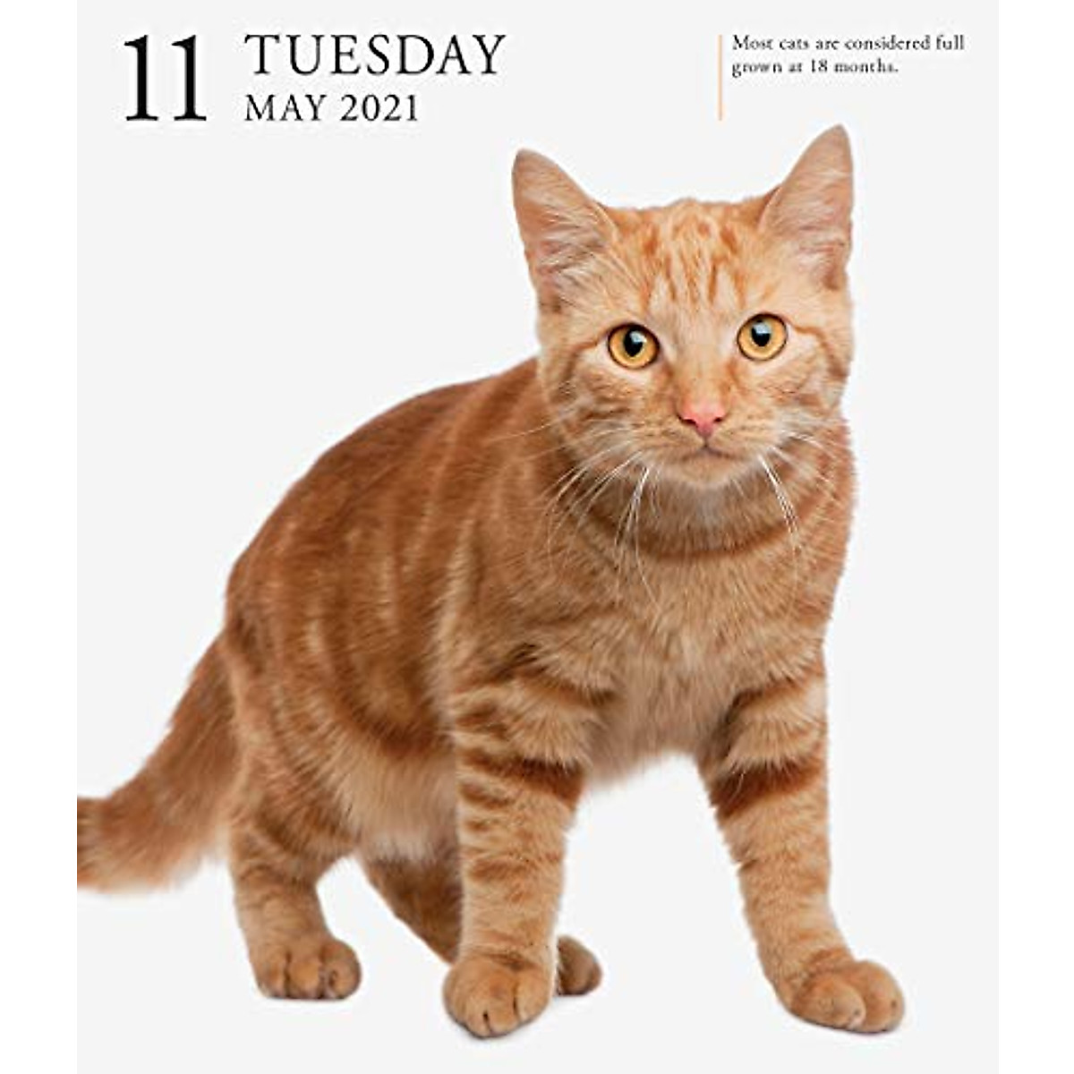 Cat Page-A-Day Gallery Calendar 2021