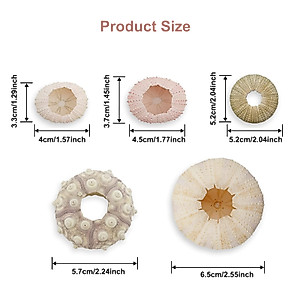 5 Pack Mini Sea Urchin Shell Hanging Pot-Air Plant Holder Hanging Decorative Cute Tillandsia Succulent Display Container with Rustic Ropes for Home Garden Beach Theme Party Wall Indoor Outdoor Decors