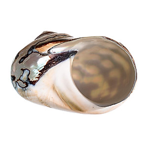 Hermit Crab Shells | Turbo Shells | African Sarmaticus Turbo Shell 2.5"-3" | Hermit Crab House for Décor | Plus Free Nautical eBook by Joseph Rains