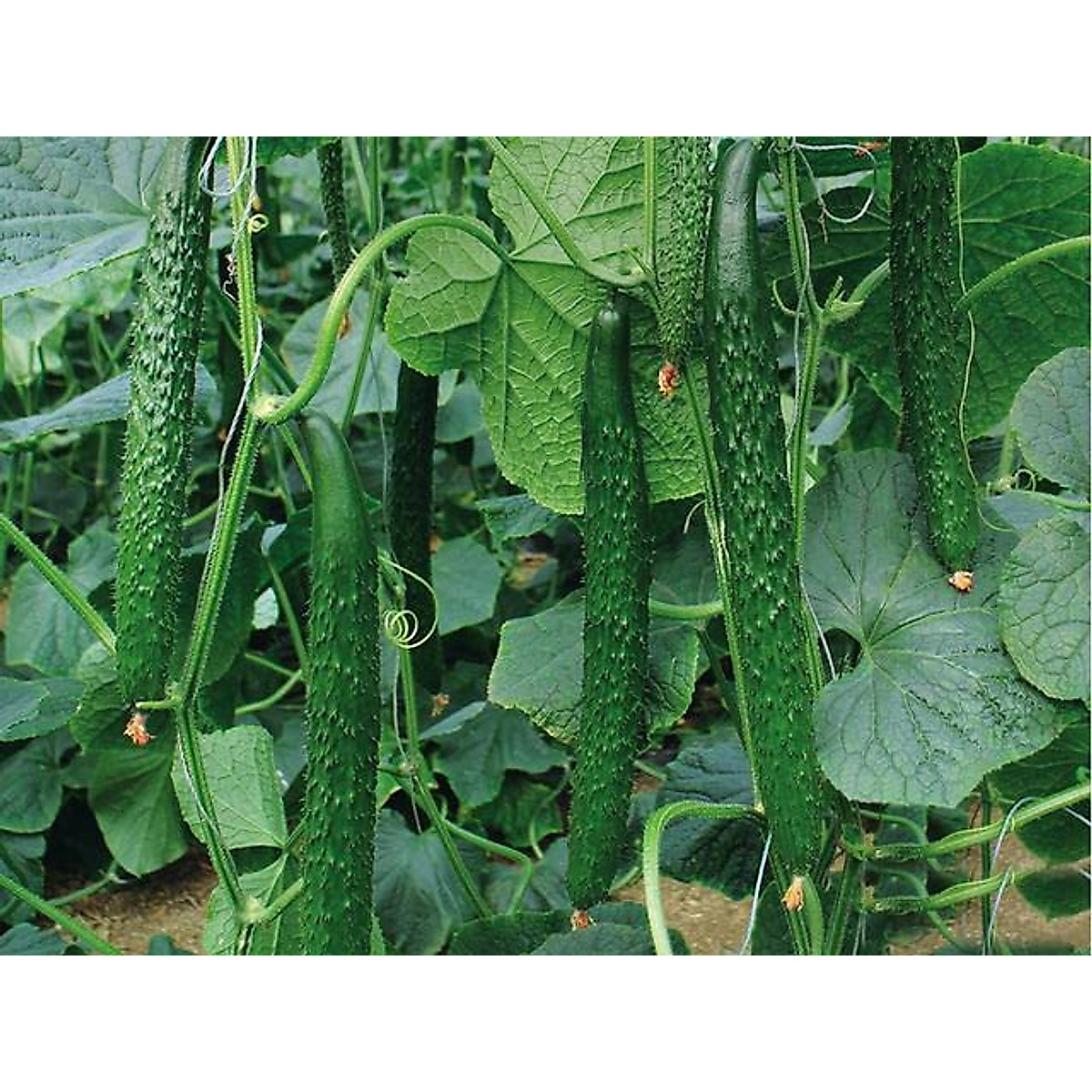 For 2024!Cucumber Seeds for Planting Vegetables and Fruits-Asian Suyo Long Cucumber Plant Seeds,Burpless Non GMO Garden Seeds Vegetable Seeds,Chinese Cucumber Seeds-11ct Veggie Seeds China Long Hybrid
