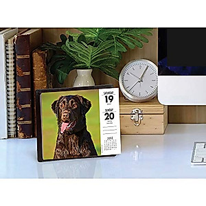Just Labs 2021 Box Calendar (Dog Breed Calendar)