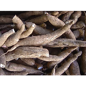 Yuca Cassava, 5 Cuttings Manihot Esculenta, Root Sticks for Garden Planting Tubers Bulk Flower Plant Perennial Can Grow Well in Flower Pots