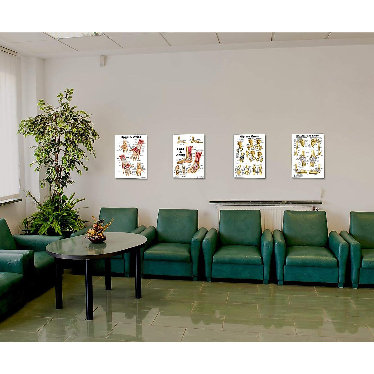 Foot and Ankle, Hand and Wrist, Shoulder and Elbow, Hip and Knee Anatomical Poster Set, size 12Wx17T