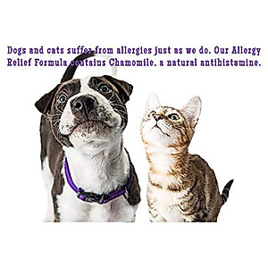 Doc Ackerman's - Allergy Relief Formula - Fast Acting Anti-Itch Relief - Enhanced with Green Tea Extract, Papaya, & Mullein - Immune Support for Pets - Professionally Formulated Herbal Remedy - 10 oz