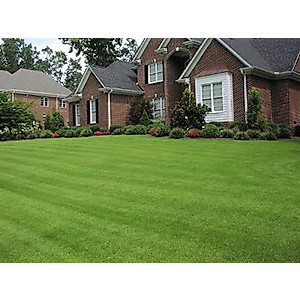 Zenith Zoysia Grass Seed (2 Lb.) 100% Pure Seed Grown by Patten Seed Company
