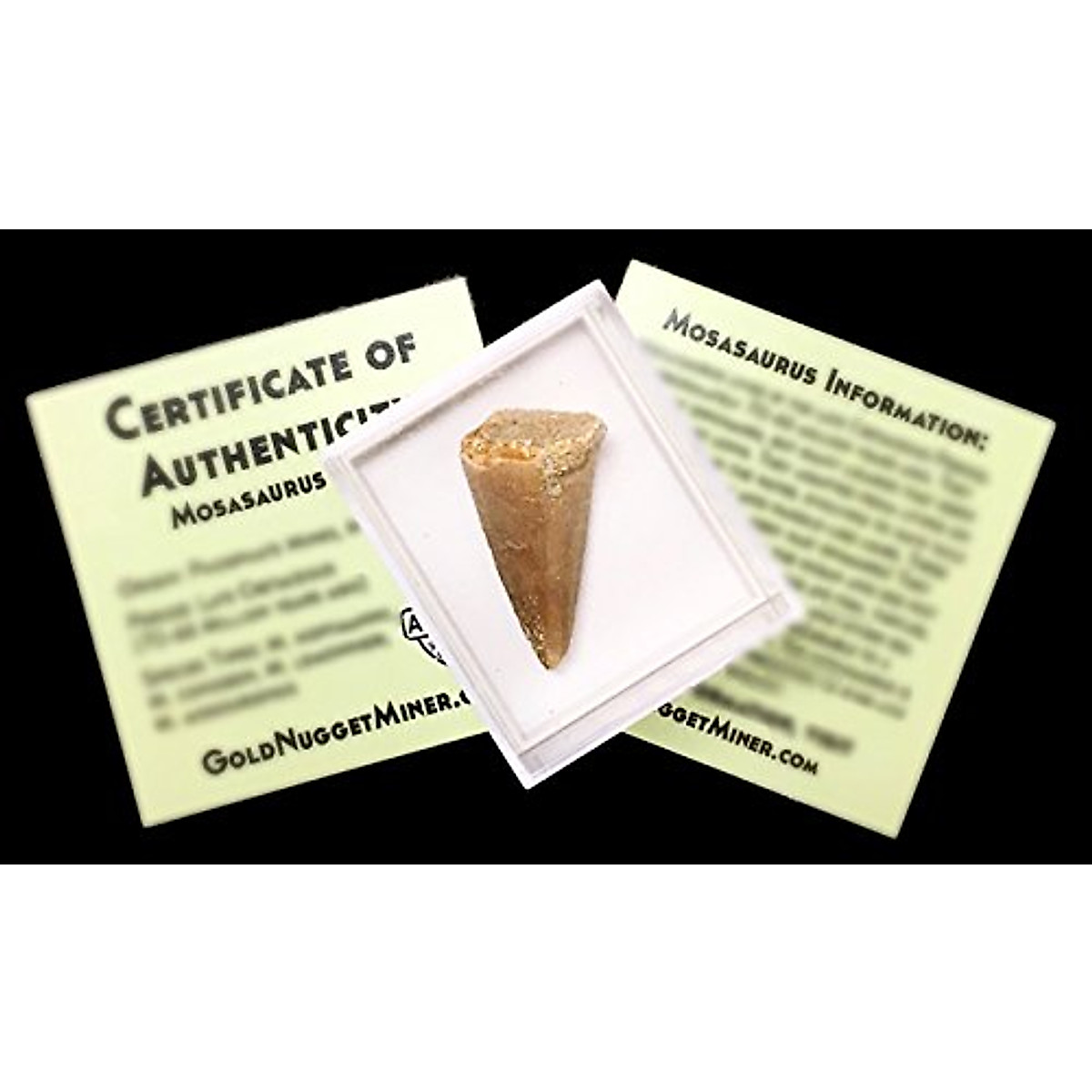 Mosasaurus Tooth Fossil in Display Box - Genuine with Certificate of Authenticity!