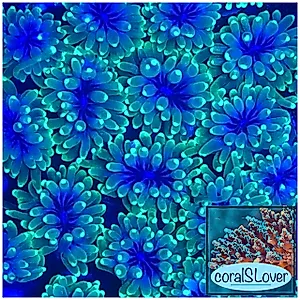 coralSLover Live Saltwater Coral Frag - Neon Green Galaxea Short Tentacles