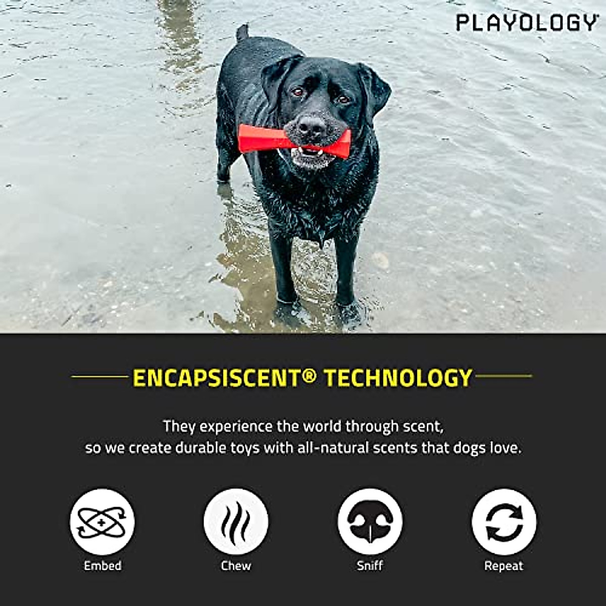 Playology Squeaky Chew Stick Dog Toy, for Large Dogs (35lbs and Up) - for Moderate Chewers - Engaging All-Natural Beef Scented Toy - Non-Toxic Materials