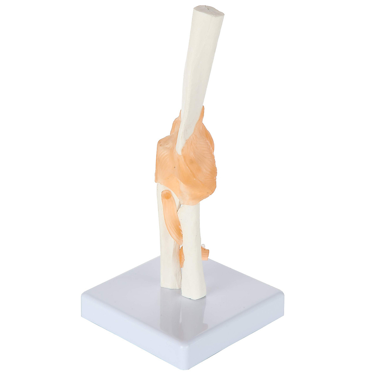 Axis Scientific Flexible Elbow Model, Life-Size Flexible Elbow Joint with Realistic and Soft Ligament Anatomy, Includes Base for Display and Interaction, Detailed Product Manual