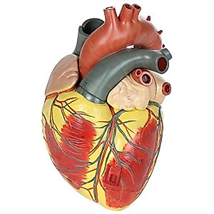 Axis Scientific Enlarged Human Heart Model, 3x Life-Size, Anatomically Accurate 3-Part Numbered Anatomical Heart Illustrates 34 Internal Structures, Magnetically Connected, Includes Product Manual