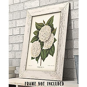 Vintage Japanese Snowball Flower Illustration - Classic Botanical Poster, Home and Graden Decoration, Cottagecore Room Decor, Vintage Flower Wall Display Gift, 11x14 Unframed Art Print Poster