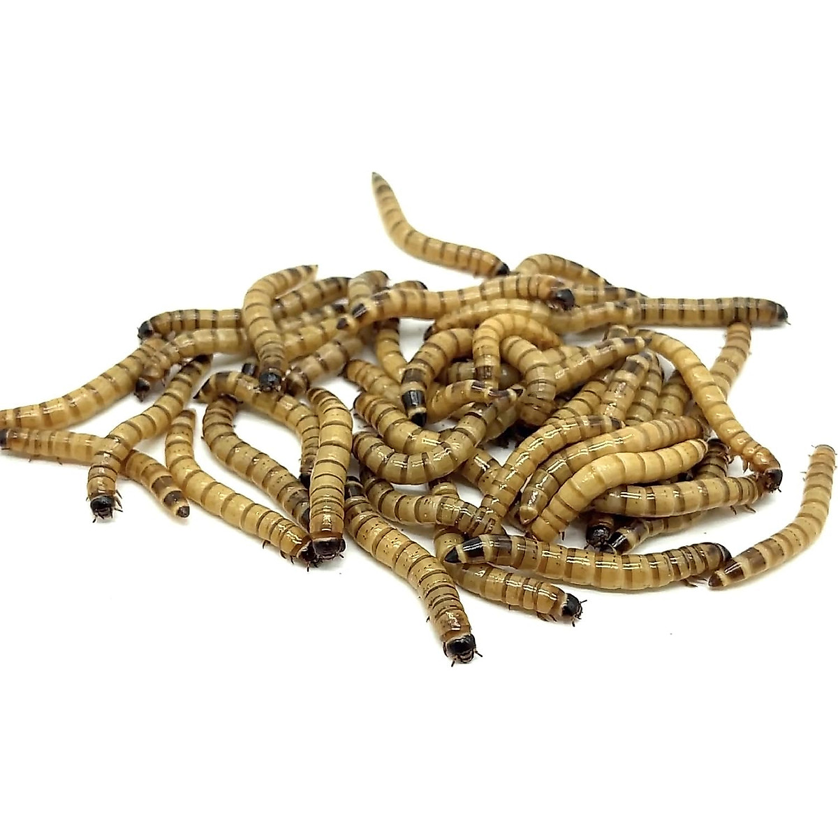 Superworm CO - 100ct Live Superworms - Large 1.75"-2"+ - Live Arrival Guaranteed* (100)