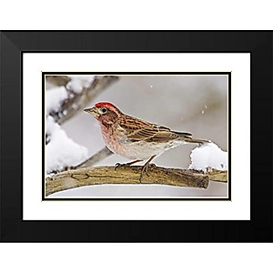 ArtDirect CO, Frisco Cassins Finch Perched on Branch 18x13 Black Modern Wood Framed with Double Matting Museum Art Print by Lord, Fred