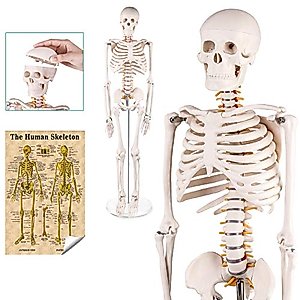Mini Human Skeleton Anatomy Model - Science Classroom Skeleton Model Tool, Teaching and Learning Aids - 1/2 Life Size