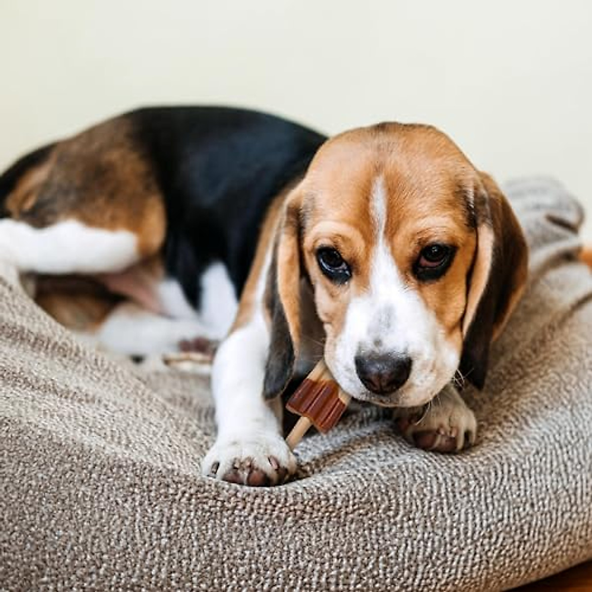 SPOT Pup Ice- Ready to Freeze at Home Dog Treats-Edible Chews for Medium Breed Dogs & Puppies with Real Chicken to Keep Your Pup Cool Year Round, Rocket Lollies Banana and Chocolate Flavor, 2pcs