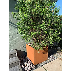 GZGNEEVL Corten Steel Planter Box Metal Square Planters Steel Large Planter Outdoor Tall Plant Durable Antique Detached for Commercial Residential Patio Deck and Backyard 26 Inch