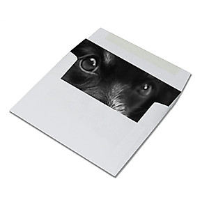 Small World Greetings Dog Note Cards 24 Count - Blank Inside with Envelopes - A2 Size 5.5" x 4.25" - All Occasions - Birthday, Thank You, and More